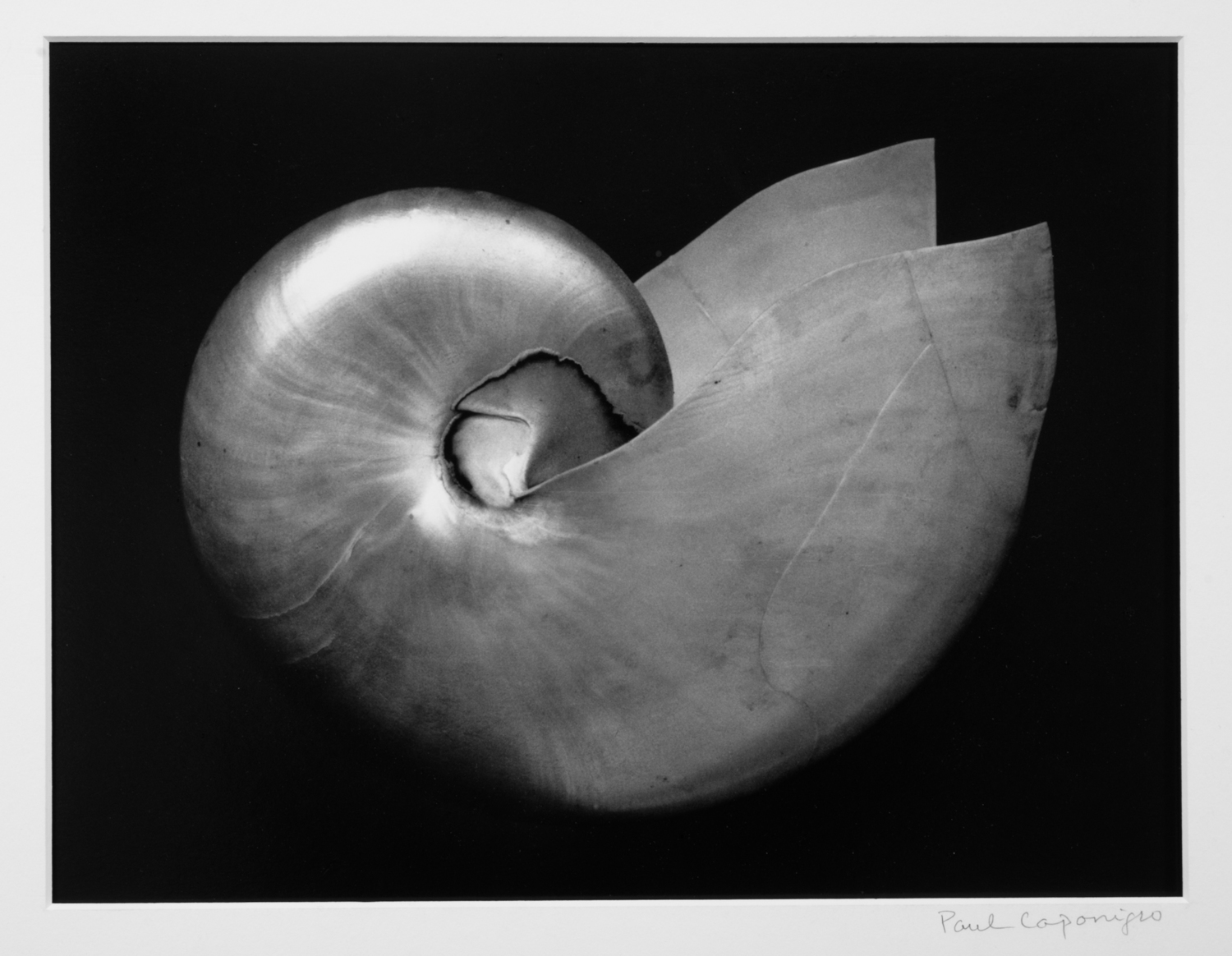 Shell, 1960 | Vision